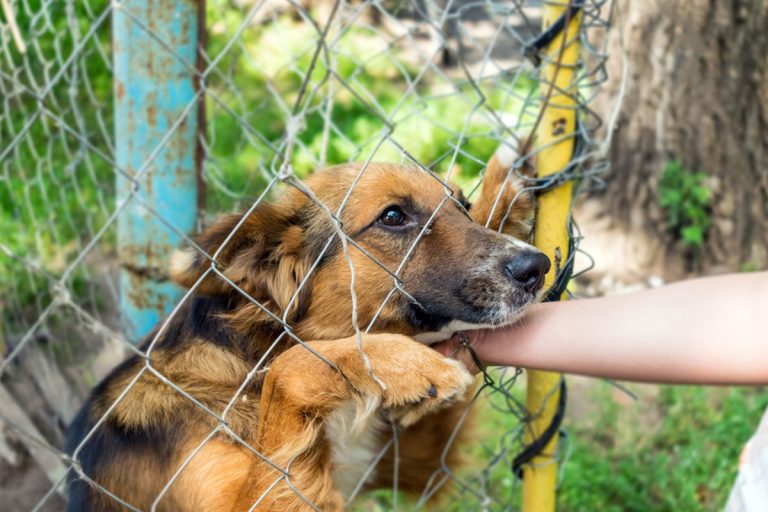 Lonjakan Kasus Rabies di Indonesia, Kenali Penyebab dan Cara ...
